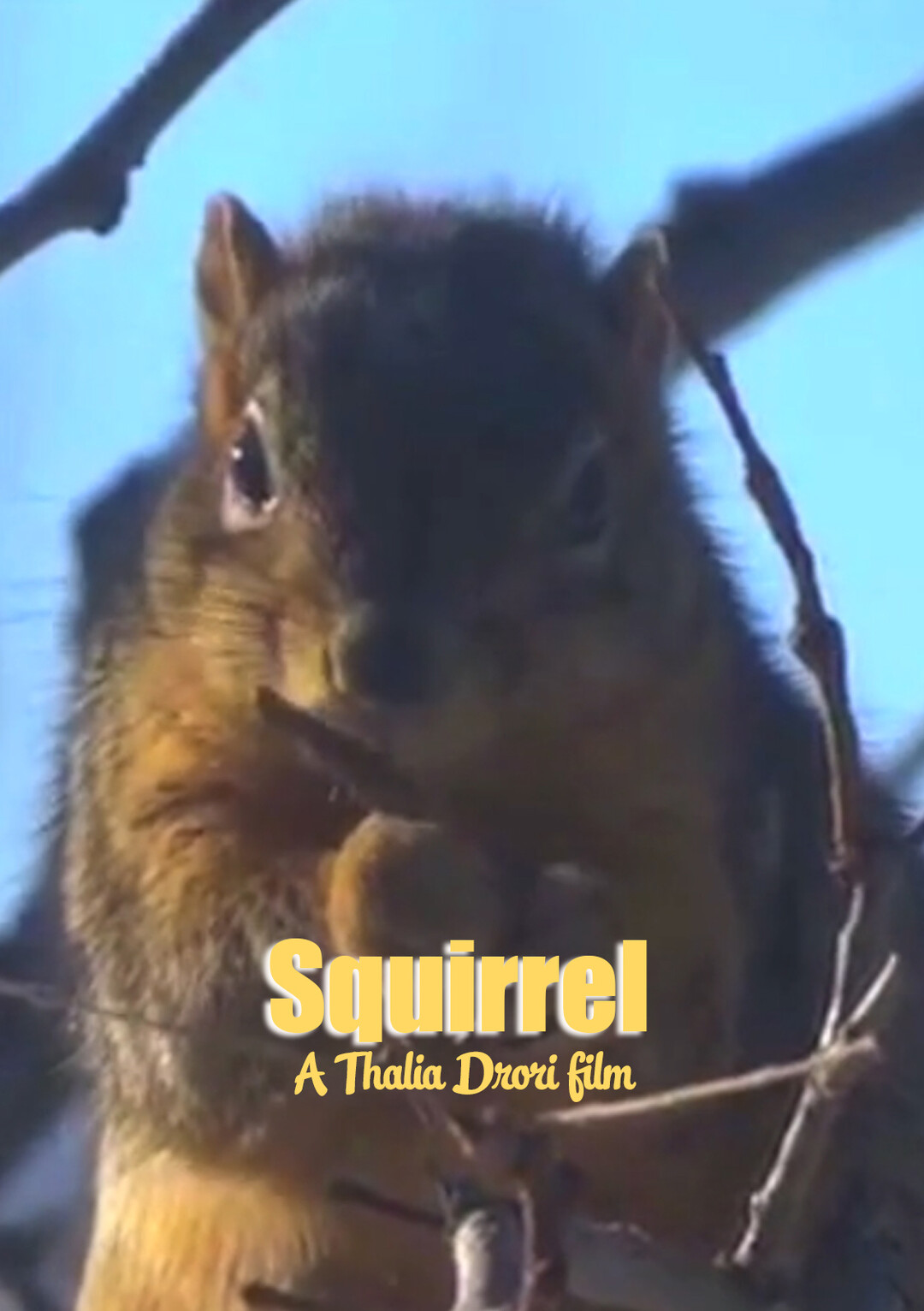 Squirrel (movie, 2017)