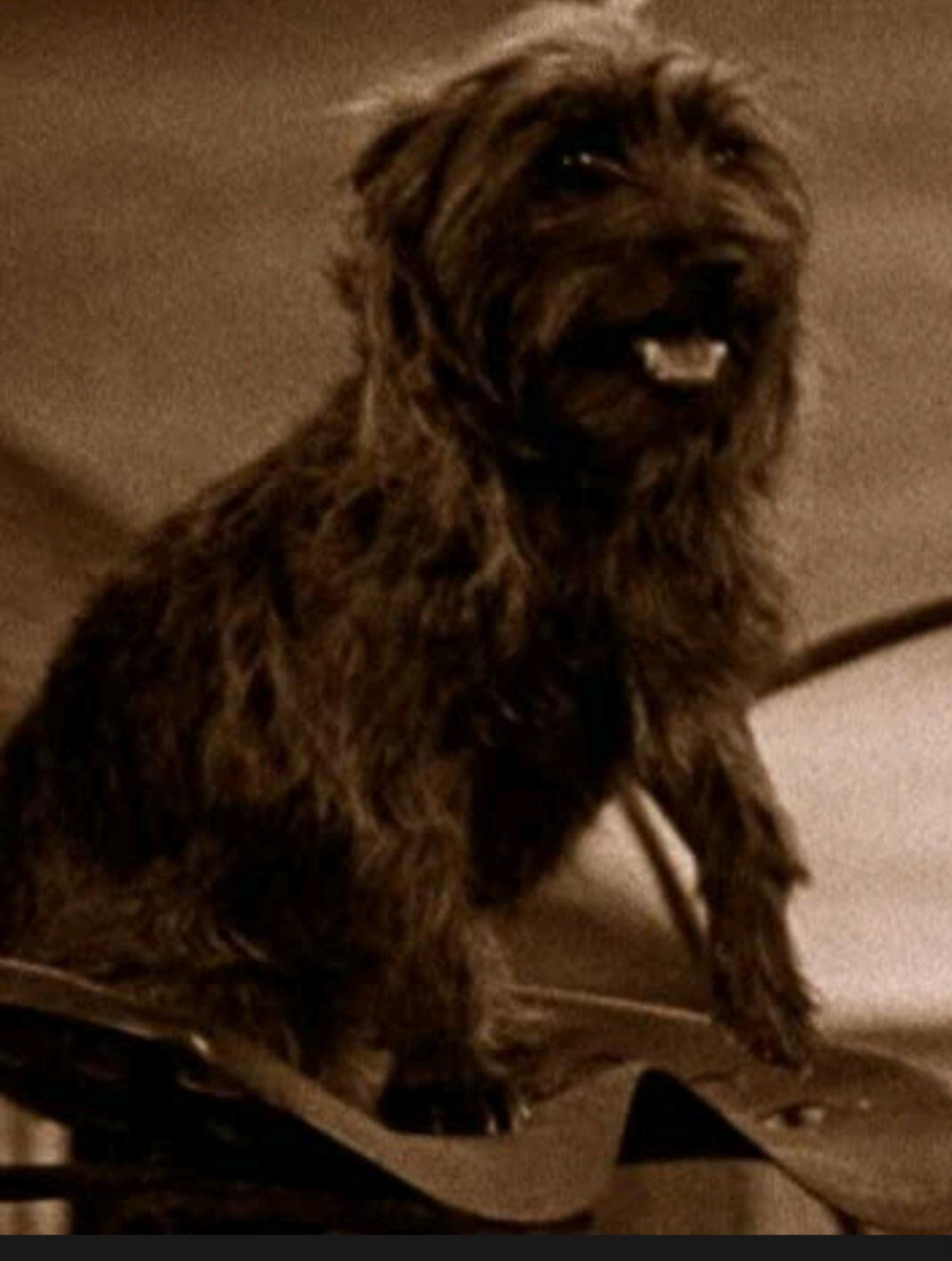 Toto (мультфильм, 2022)