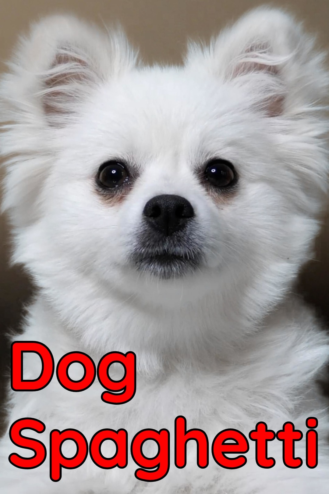 Dog Spaghetti (movie, 2021)