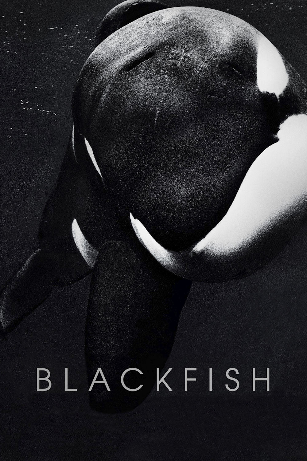 Screenshots - Blackfish